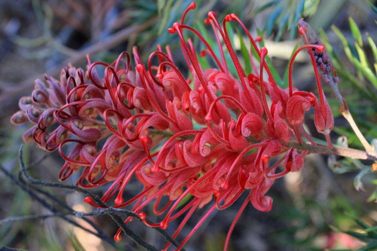 Grevillea 'Robyn Gordon'