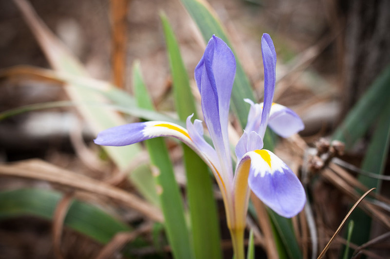Iris verna (Dwarf Violet Iris)