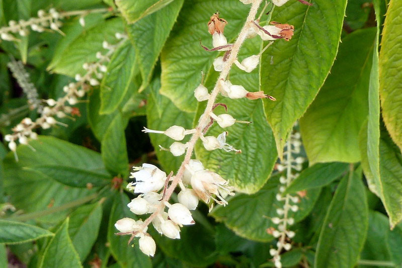 Clethra acuminata (Cinnamon Clethra)
