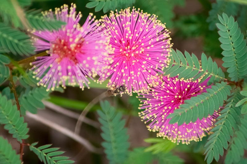 Mimosa quadrivalvis (Sensitive Briar)