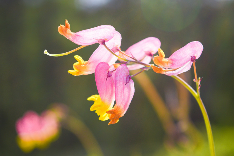 Corydalis sempervirens (Rock Harlequin)