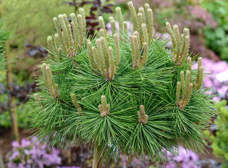 Pinus densiflora 'Low Glow' (Japanese Red Pine)
