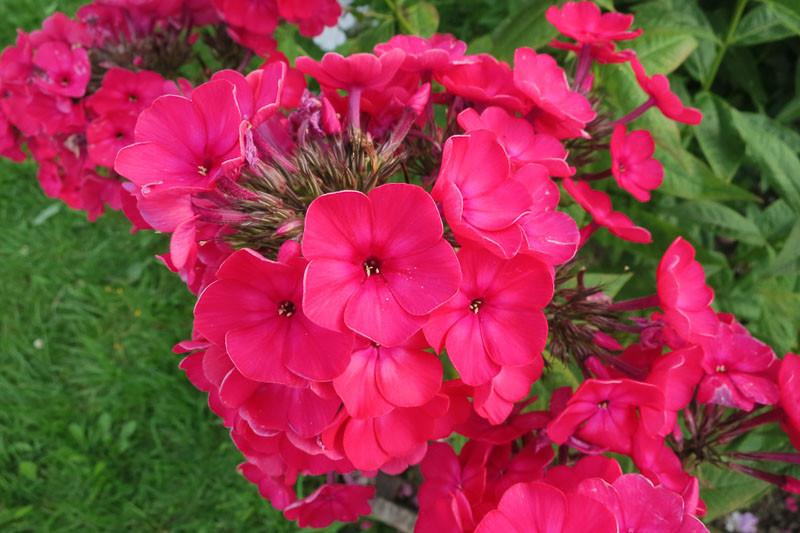 Phlox paniculata Flame Red (Garden Phlox)