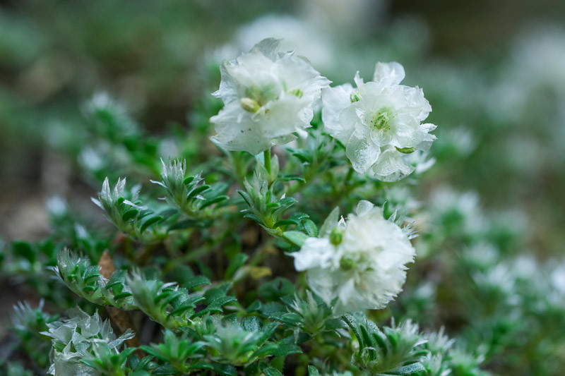 Paronychia kapela ssp. serpyllifolia (Creeping Nailwort)