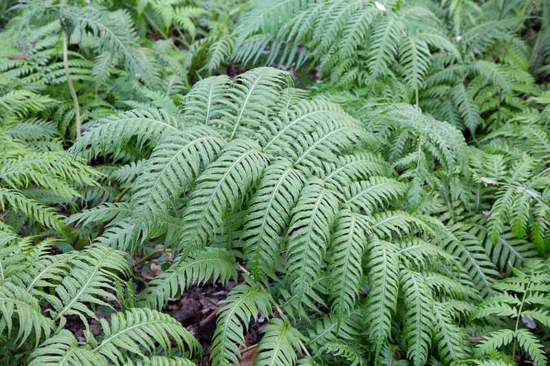 Woodwardia radicans (European Chain Fern)