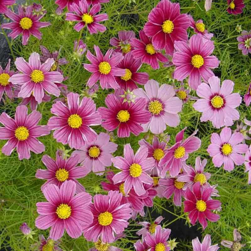 Cosmos bipinnatus 'Antiquity'