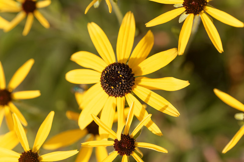 Rudbeckia missouriensis (Missouri Coneflower)
