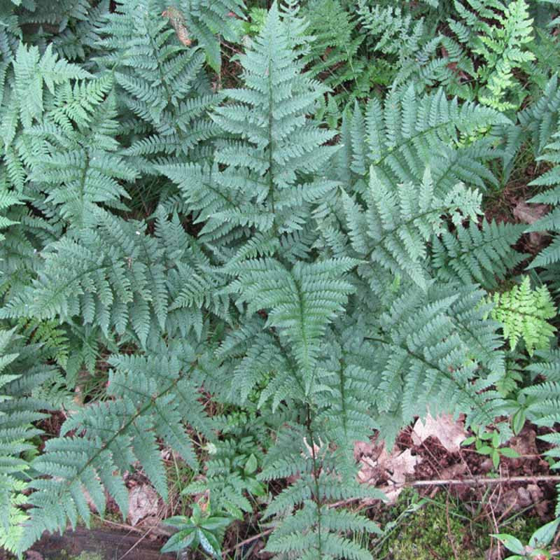 Dryopteris intermedia (Intermediate Wood Fern)