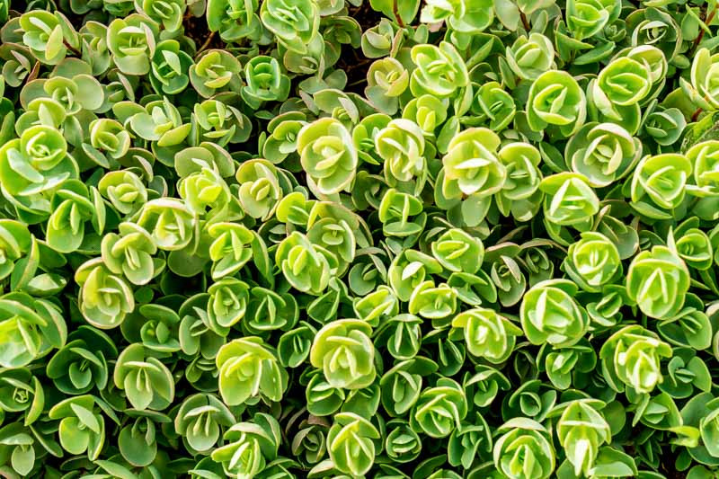 Sedum tetractinum (Chinese Stonecrop)