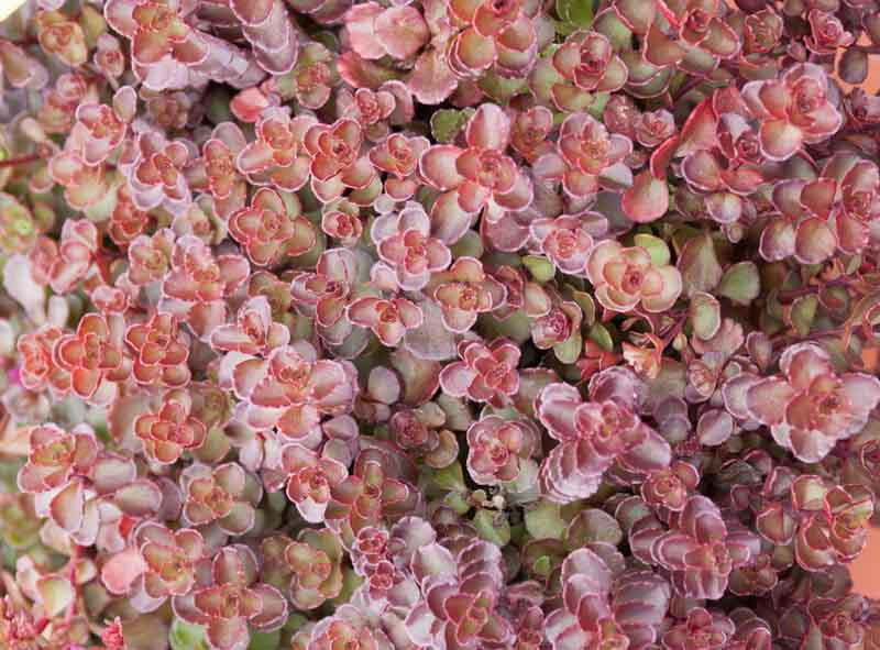 Sedum spurium 'Voodoo' (Stonecrop)