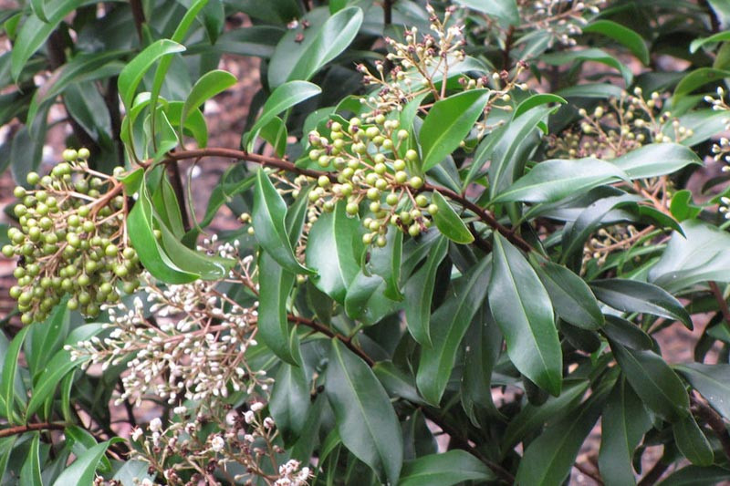 Ardisia escallonioides (Island Marlberry)
