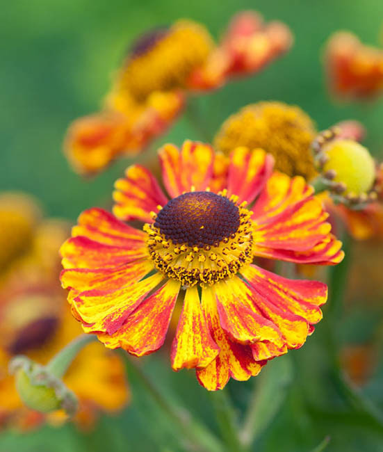 Helenium 'Feuersiegel' (Sneezeweed)