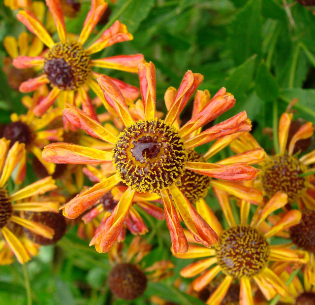 Helenium 'Loysder Wieck' (Sneezeweed)