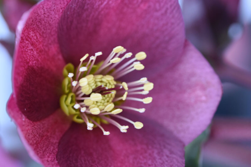 Helleborus HGC Ice 'n' Roses Red (Hellebore)