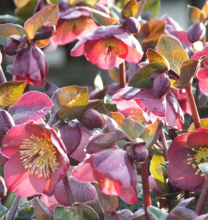 Helleborus Penny's Pink (Hellebore)