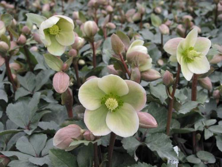 Helleborus Ivory Prince Plant