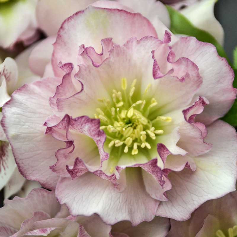 Helleborus 'Flower Girl' (Hellebore)