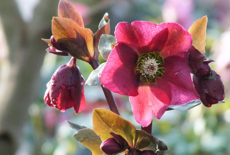 Helleborus Anna's Red (Hellebore)