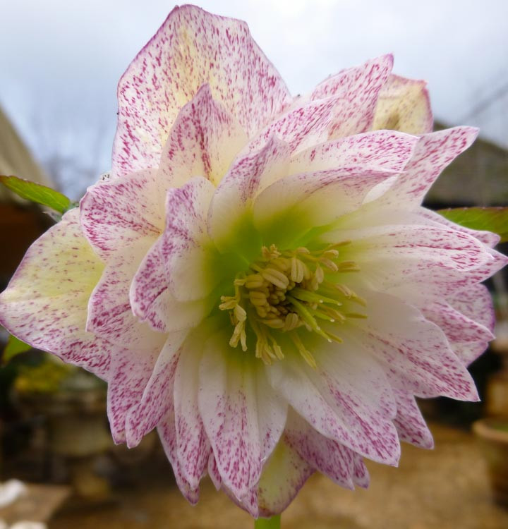 Helleborus x hybridus 'Harvington Double White' (Hellebore)