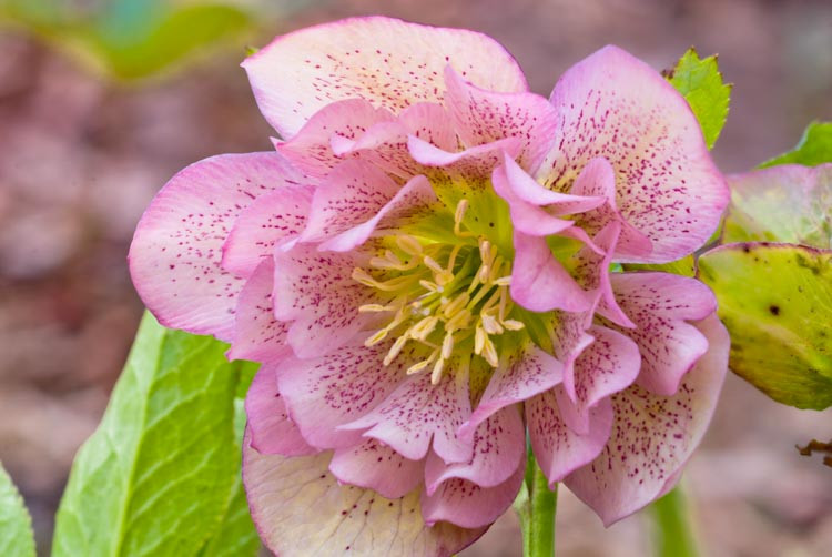 Helleborus x hybridus 'Phoebe' (Hellebore)