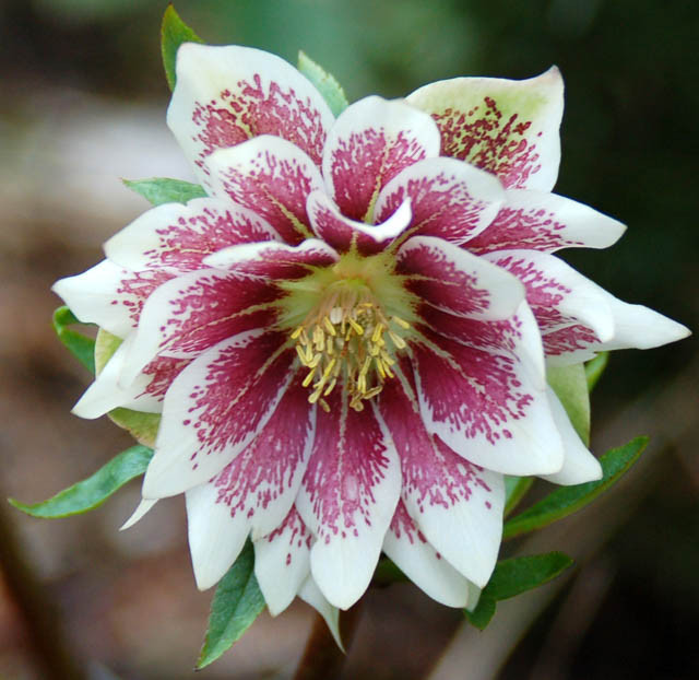 Helleborus Winter Jewels 'Painted Doubles' (Hellebores)