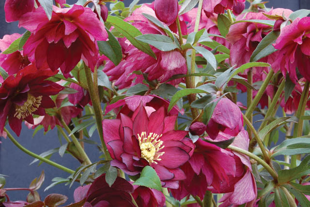 Helleborus Winter Jewels 'Red Sapphire' (Hellebore)