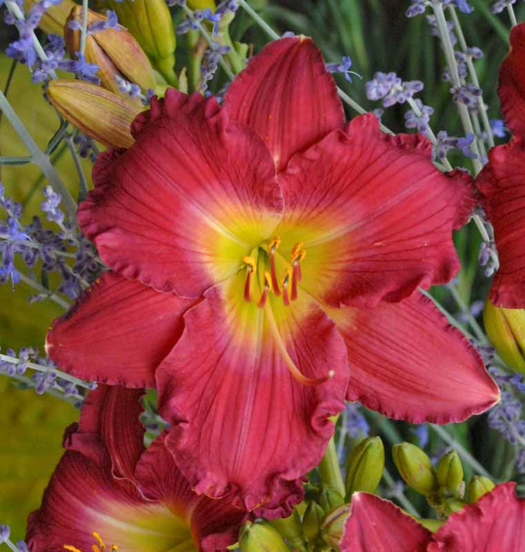 Hemerocallis 'Romantic Returns' (Reblooming Daylily)