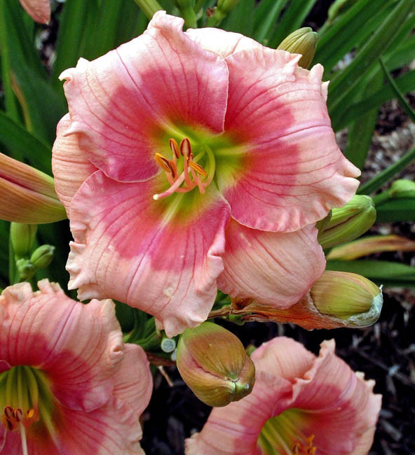 Hemerocallis 'Janice Brown' (Reblooming Daylily)