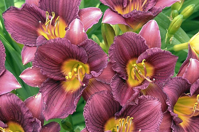 Hemerocallis 'Razzmatazz' (Daylily)