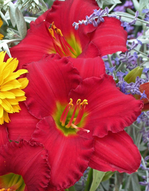 Hemerocallis 'Woodside Ruby' (Daylily)