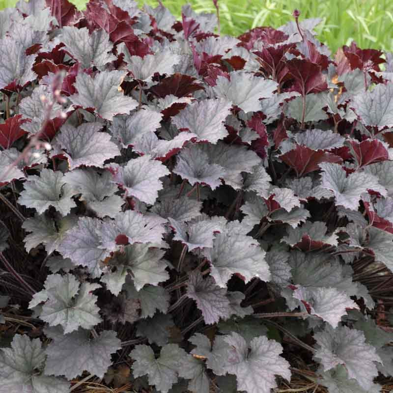 Heuchera 'Frosted Violet' (Coral Bells)