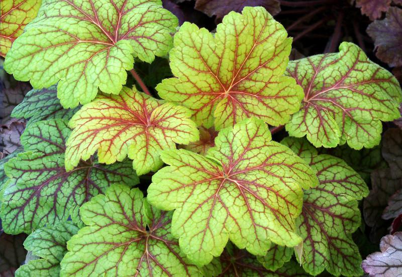 Heuchera 'Electric Lime' (Coral Bells)