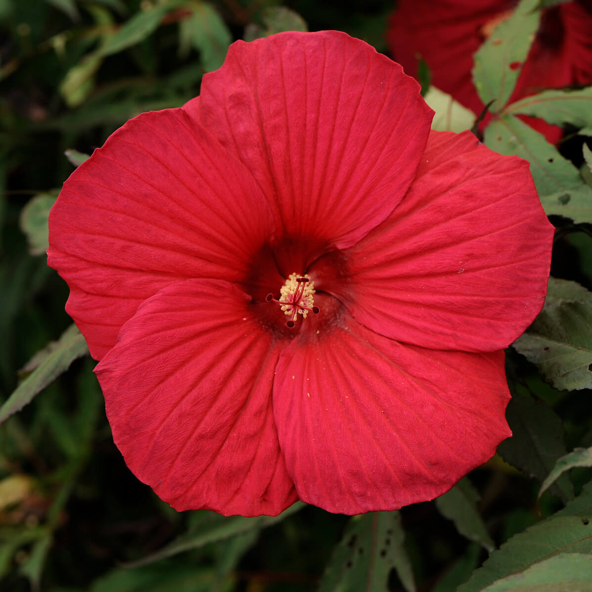 Hibiscus moscheutos 'Fireball' (Hardy Hibiscus)