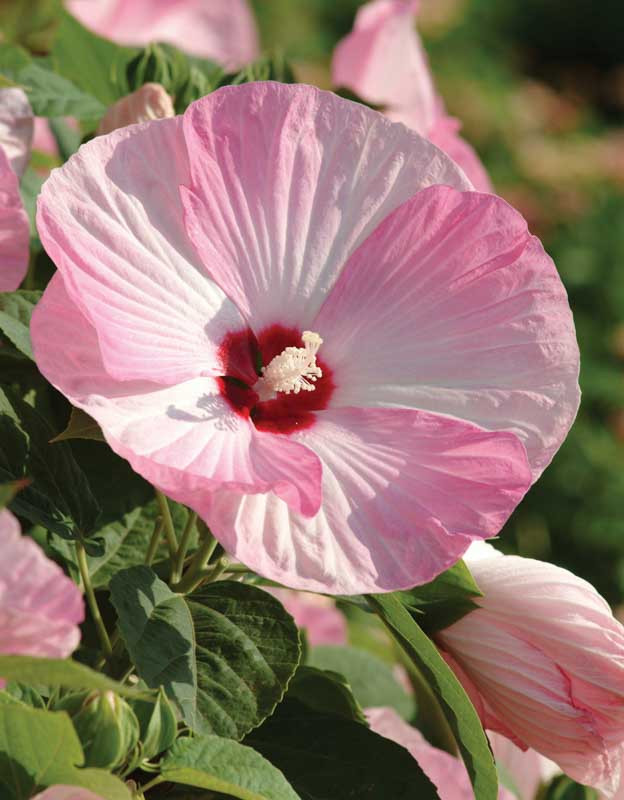 Hibiscus moscheutos 'Luna Pink Swirl' (Hardy Hibiscus)
