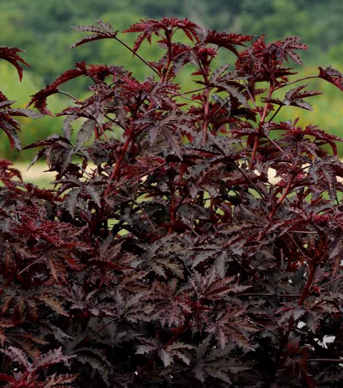 Hibiscus 'Mahogany Splendor' (Red-Leaf Hibiscus)