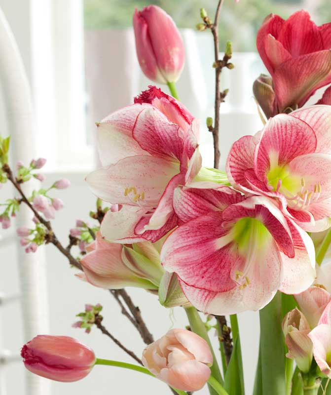 Amaryllis 'Apple Blossom' (Hippeastrum)