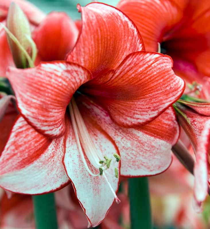 Amaryllis 'Charisma' (Hippeastrum)