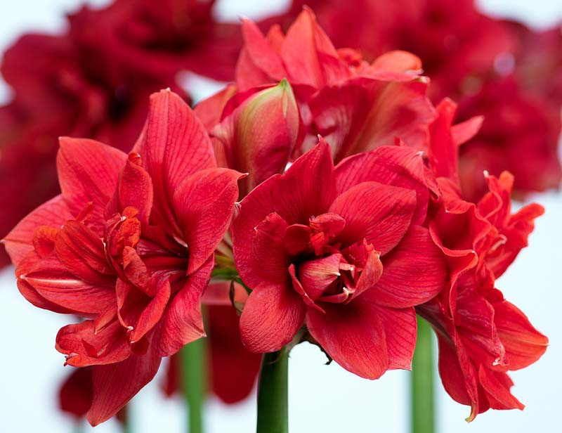 Amaryllis 'Pink Nymph' (Hippeastrum)