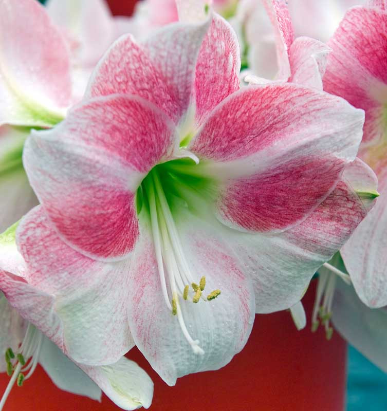 Amaryllis 'Rosy Star' (Hippeastrum)