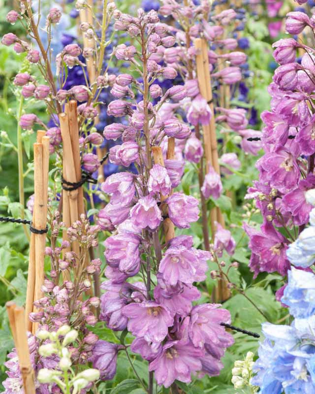 Delphinium Astolat Group (Candle Larkspur)