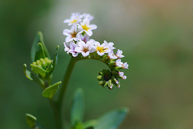 Heliotropium angiospermum (Scorpion Tail)