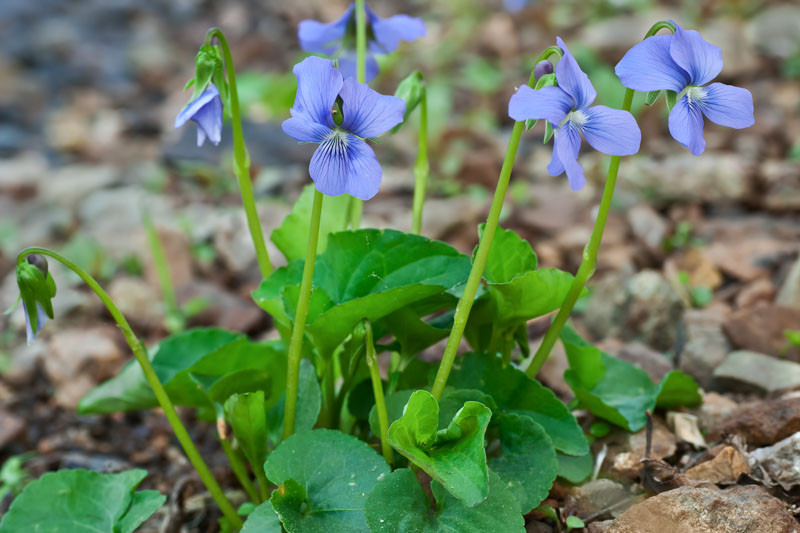 Viola cucullata (Marsh Blue Violet)