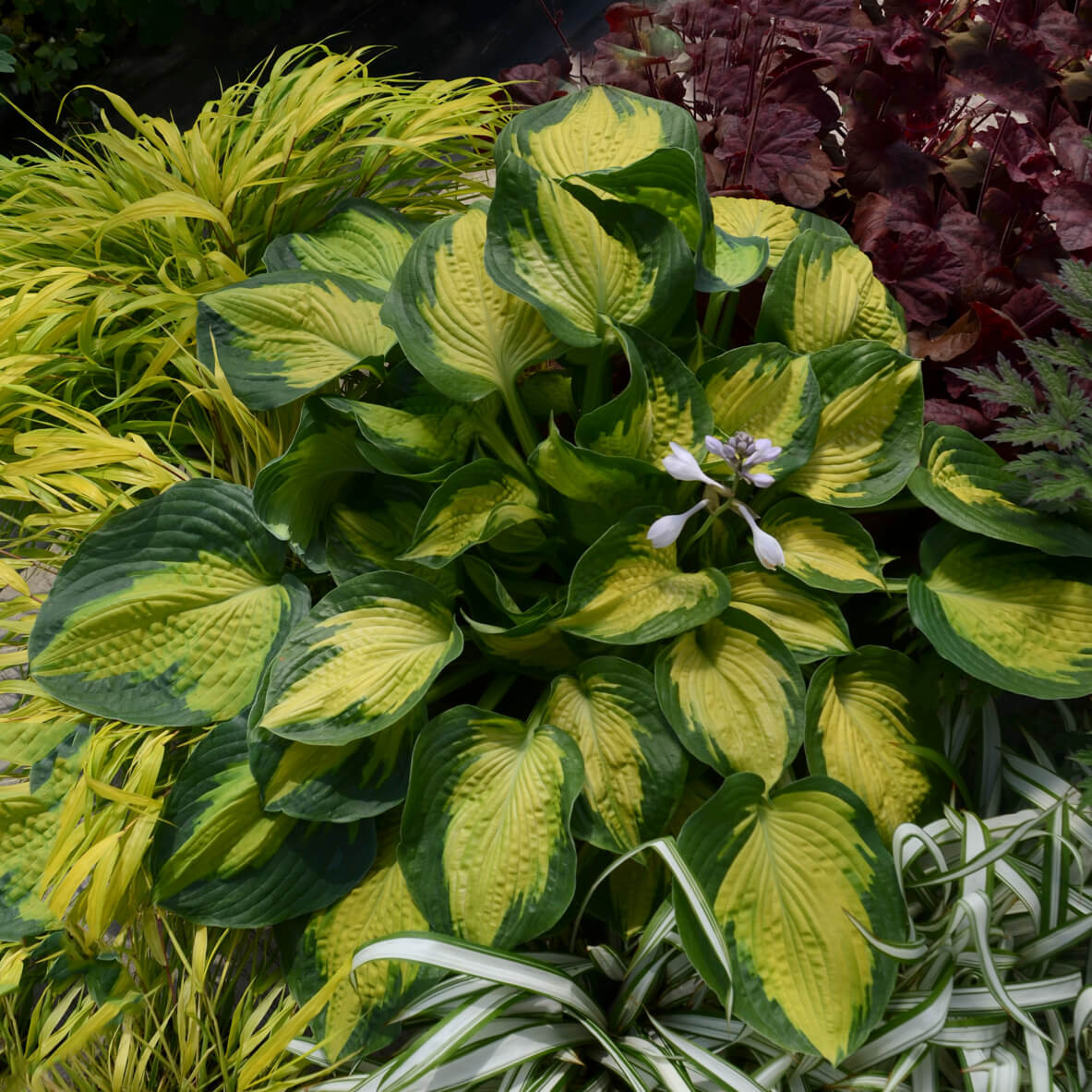 Hosta 'Alligator Alley' (Plantain Lily)