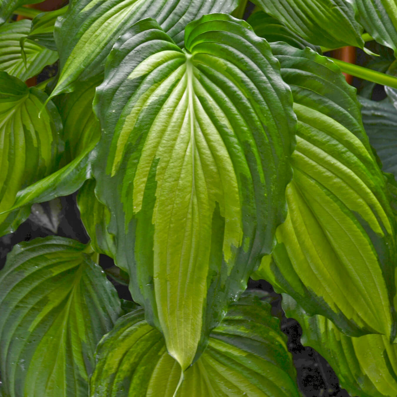 Hosta 'Angel Falls' (Plantain Lily)