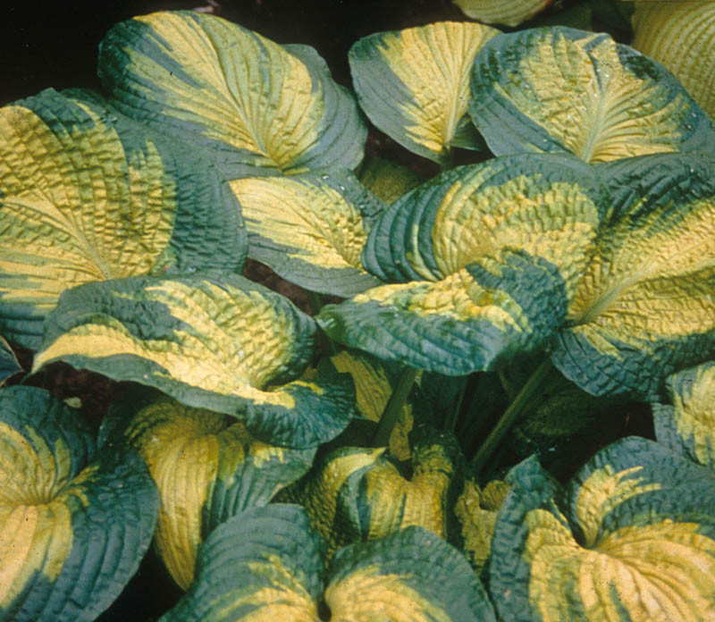 Hosta 'Brother Stefan' (Plantain Lily)