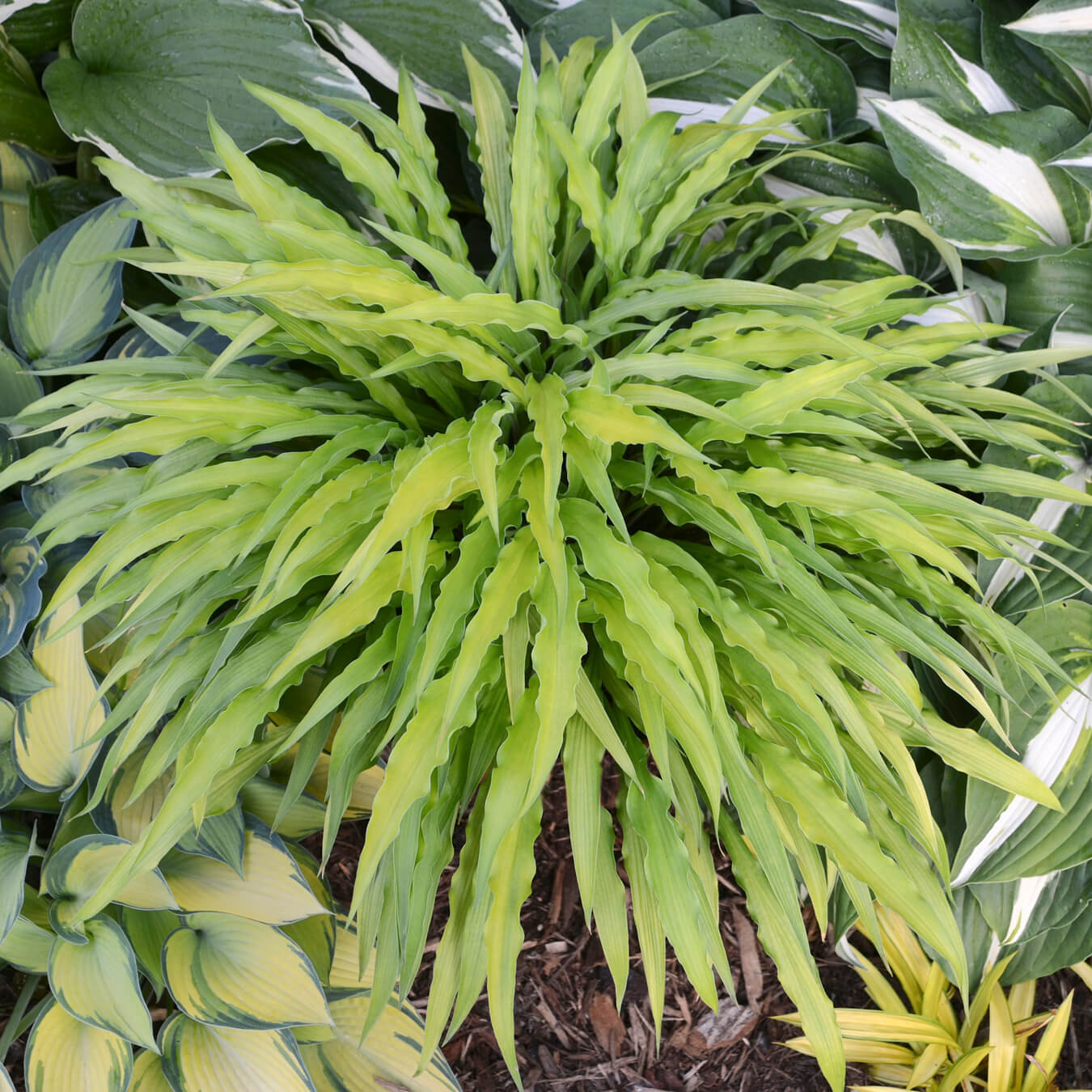 Hosta 'Curly Fries' (Plantain Lily)