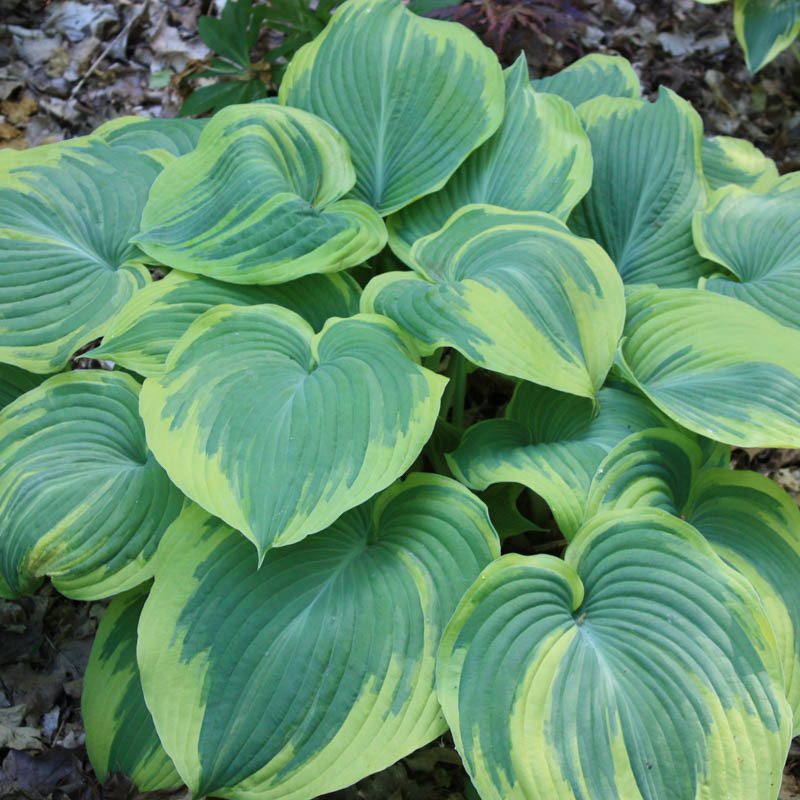Hosta 'Earth Angel' (Plantain Lily)