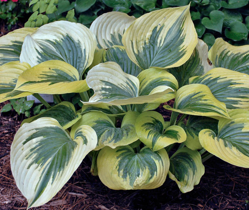 Hosta 'Liberty' (Plantain Lily)