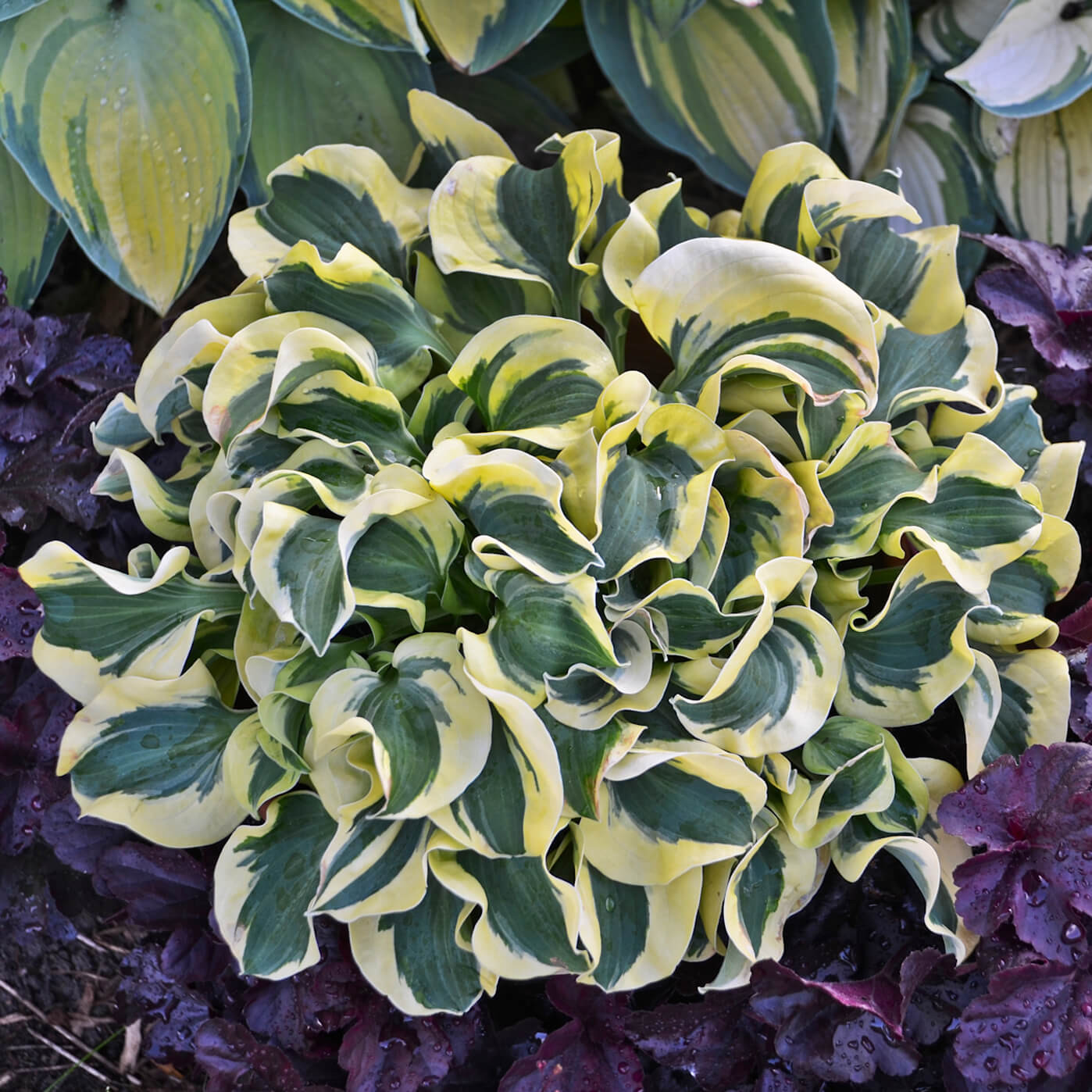 Hosta 'Mini Skirt' (Plantain Lily)