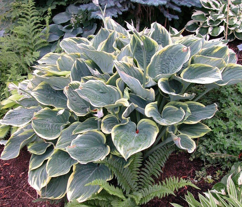 Hosta 'Sagae' (Plantain Lily)
